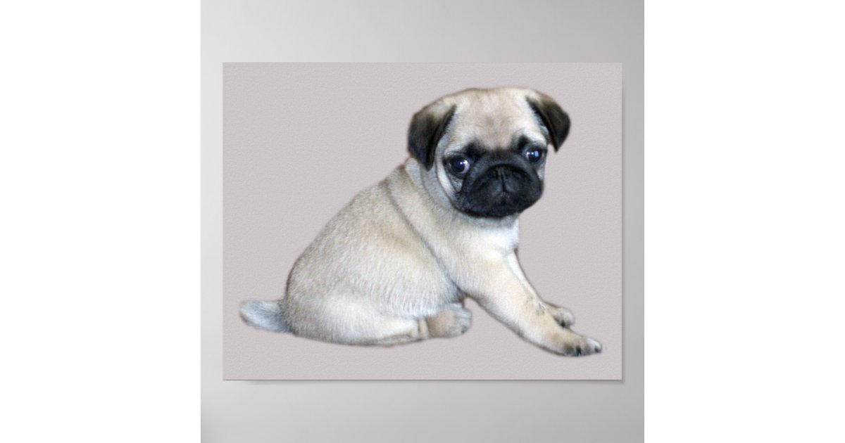 Pug Print | Zazzle