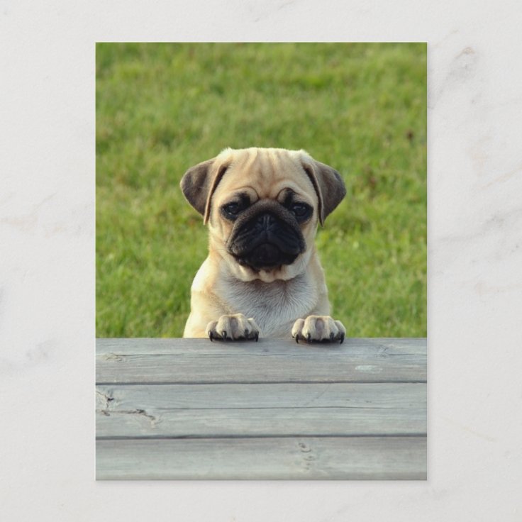 Pug Pup Postcard | Zazzle