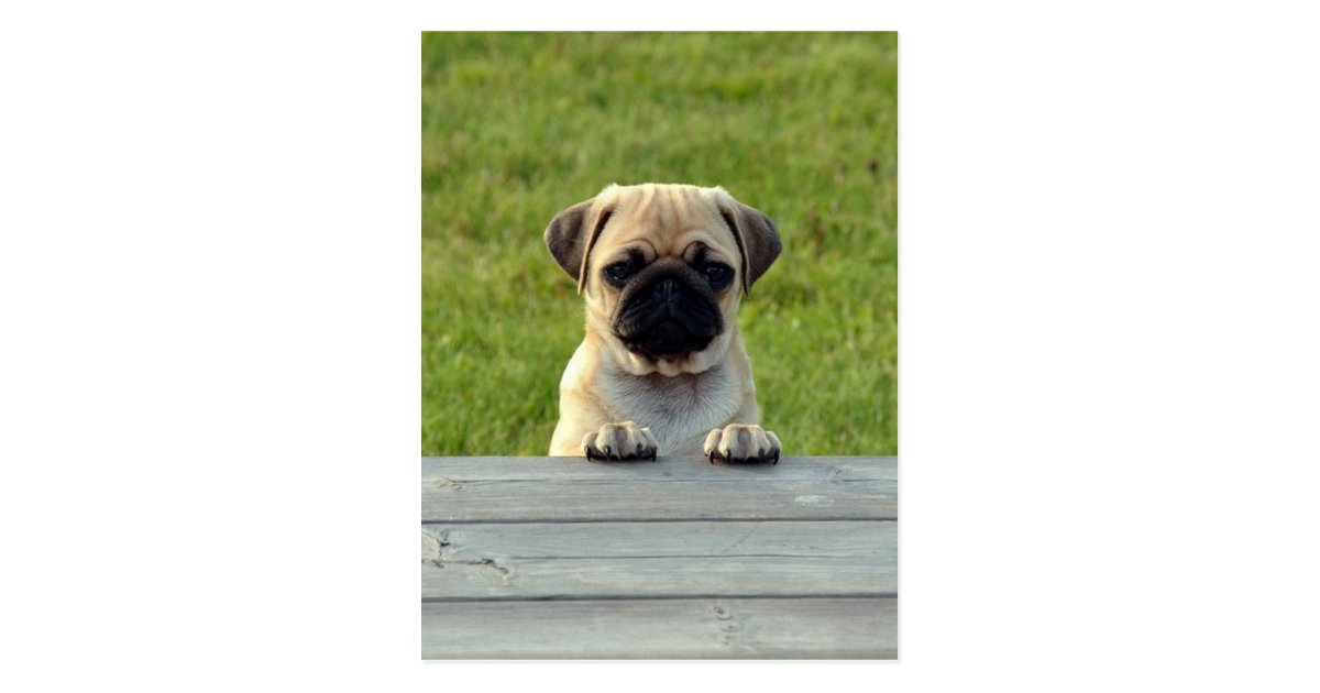 Pug Pup Postcard | Zazzle.com