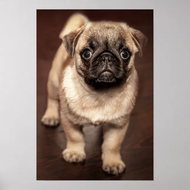 Pug Puppy Poster | Zazzle