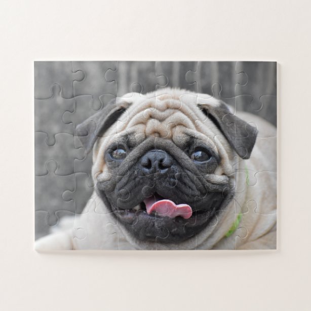 Pug Jigsaw Puzzles | Zazzle