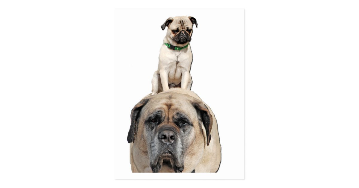 Pug Riding a Mastiff Postcards | Zazzle.com