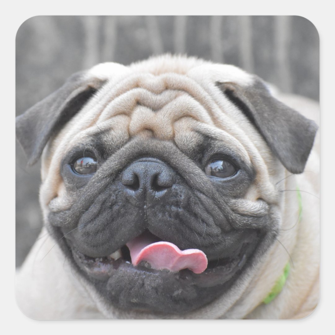 Pug Stickers | Zazzle