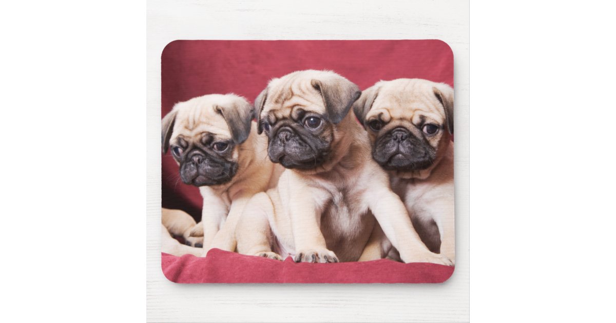 Pug Triplets Mouse Pad | Zazzle