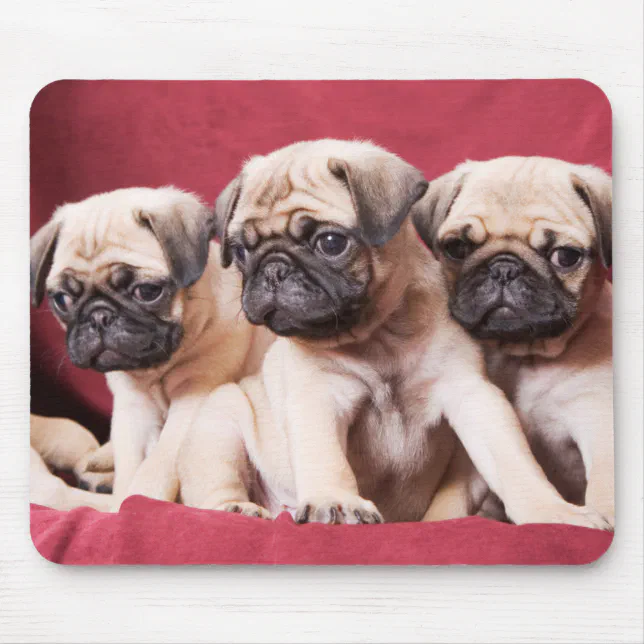 Pug Triplets Mouse Pad | Zazzle