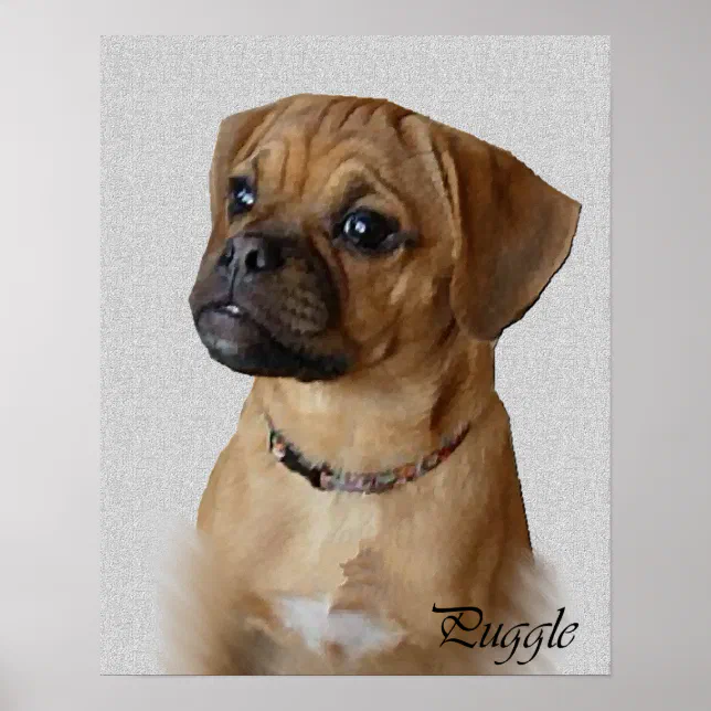 Puggle Art Prints | Zazzle