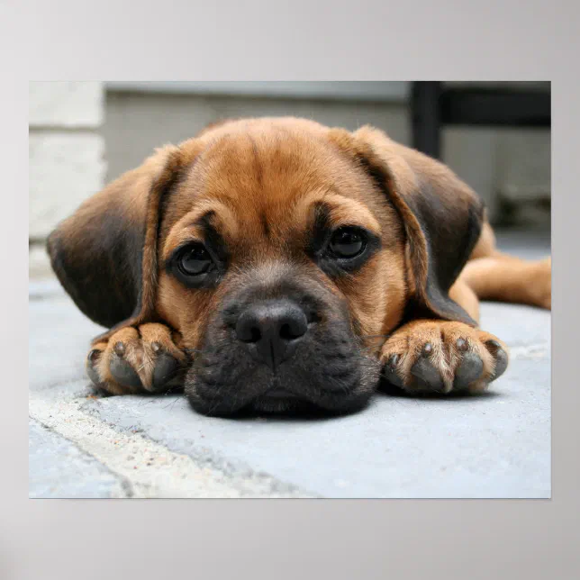 puggle puppy poster | Zazzle