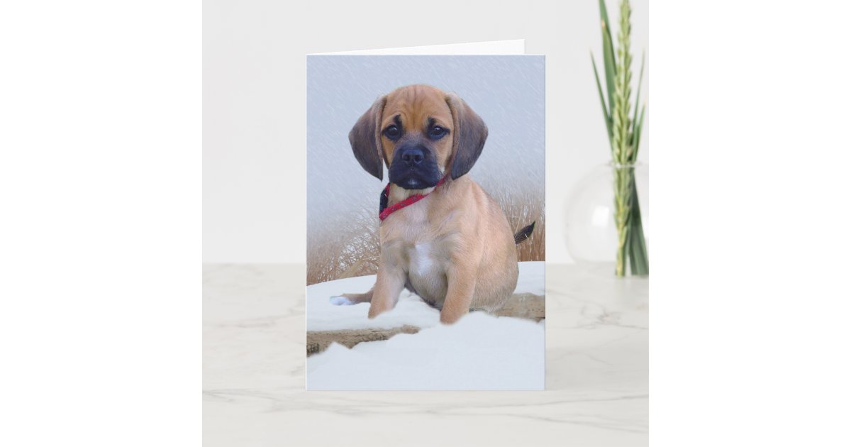 Puggle snow scene card | Zazzle