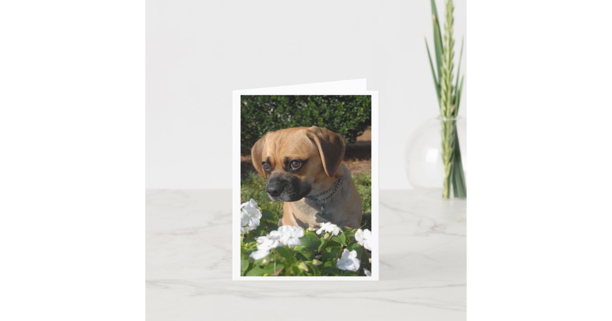 Puggles Card | Zazzle