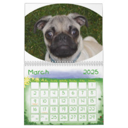 Pugs Galore Calendar | Zazzle