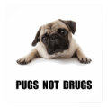 Pugs Not Drugs Poster | Zazzle