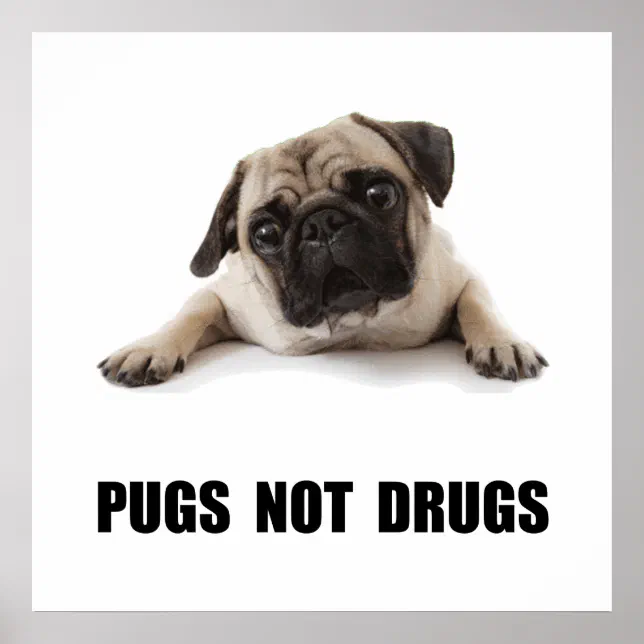 Pugs Not Drugs Poster | Zazzle