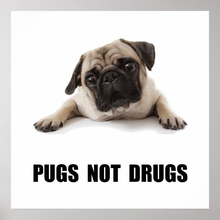 Pugs Not Drugs Poster | Zazzle.com