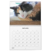 Puma Cat, My Supermodel Calico II Calendar | Zazzle