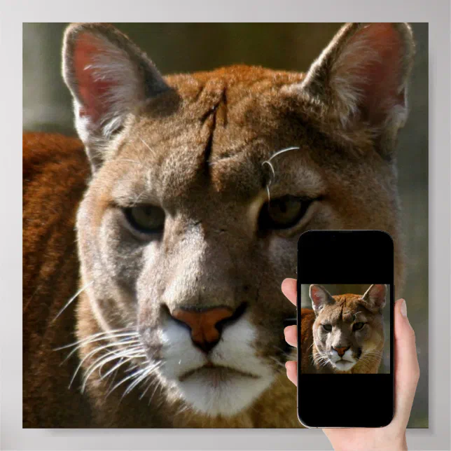 Puma Cat Poster | Zazzle