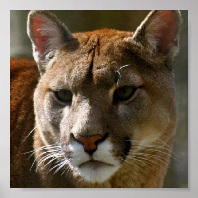 Puma Cat Poster | Zazzle