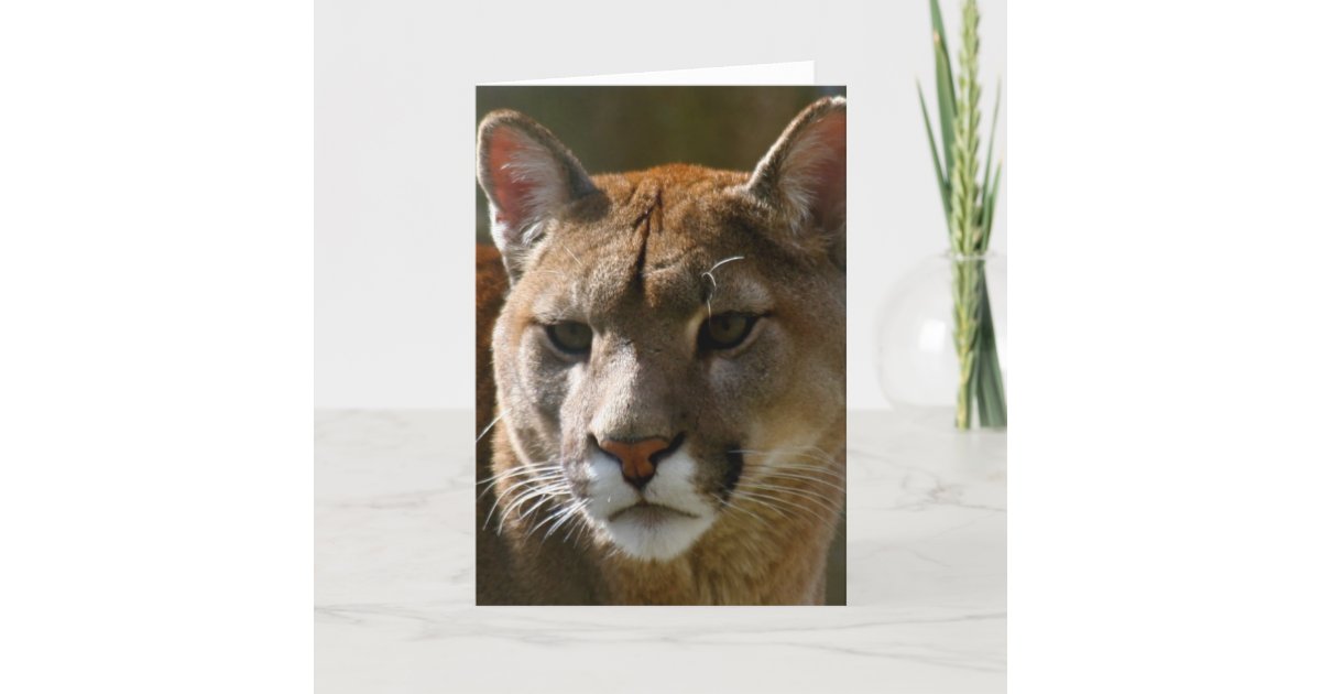 Puma Cats Greeting Card | Zazzle