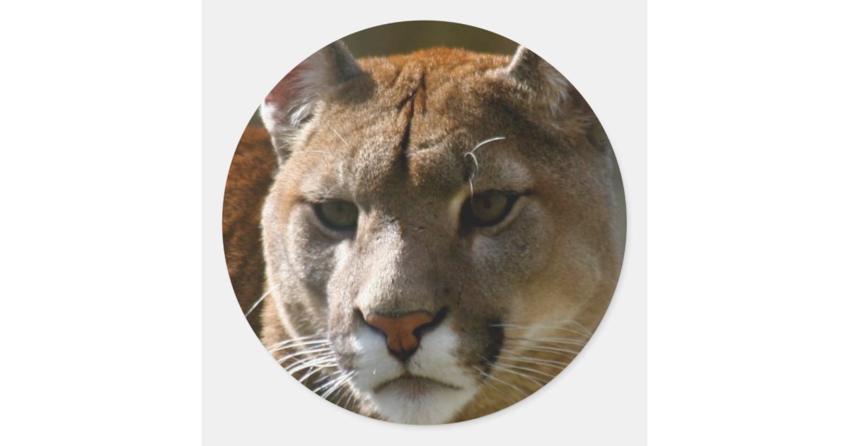 Puma Cats Stickers | Zazzle