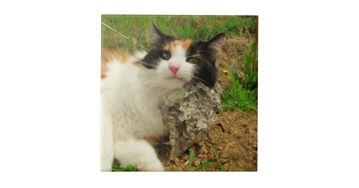 Puma's Hard Pillow Calico Kitty Tile | Zazzle