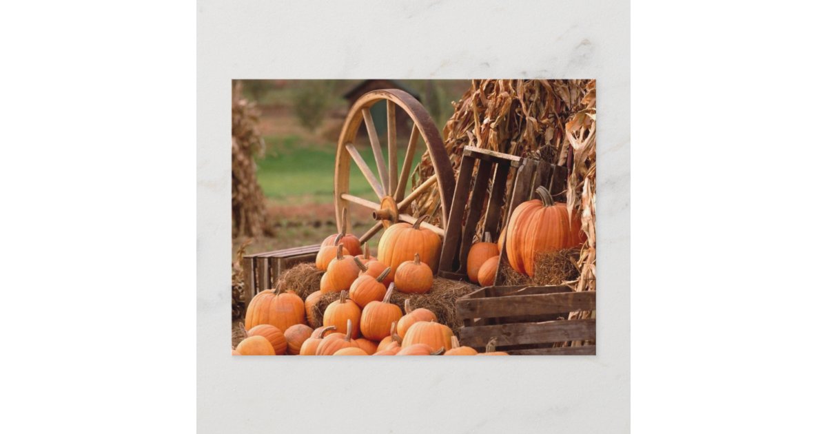 Pumpkin Patch Postcard | Zazzle
