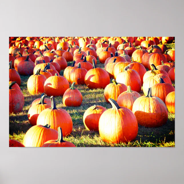 Pumpkin Patch Poster | Zazzle
