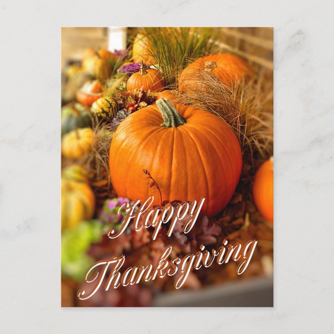 Pumpkins display postcard | Zazzle