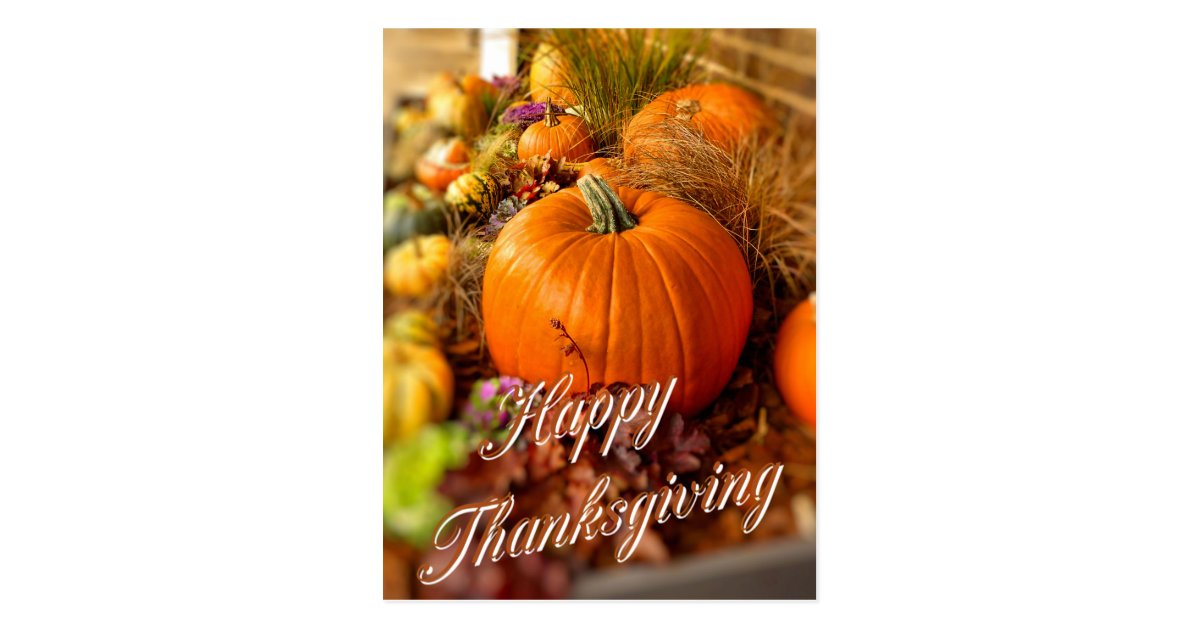 Pumpkins display postcard | Zazzle.com