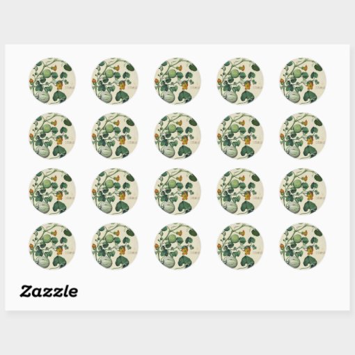 Pumpkins Squash Vintage Botanical Print Classic Round Sticker | Zazzle