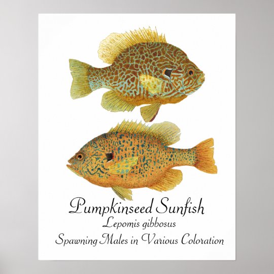 Pumpkinseed Sunfish Art Poster | Zazzle
