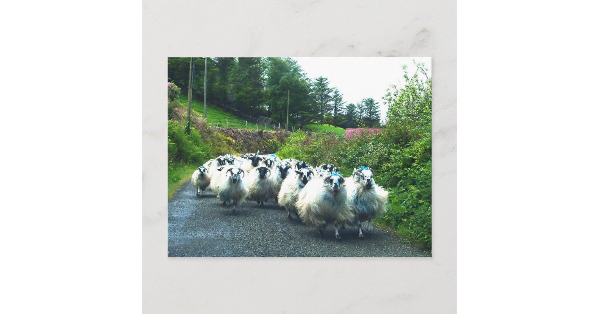 Punk Sheep on the Beara Peninsula Ireland Postcard | Zazzle