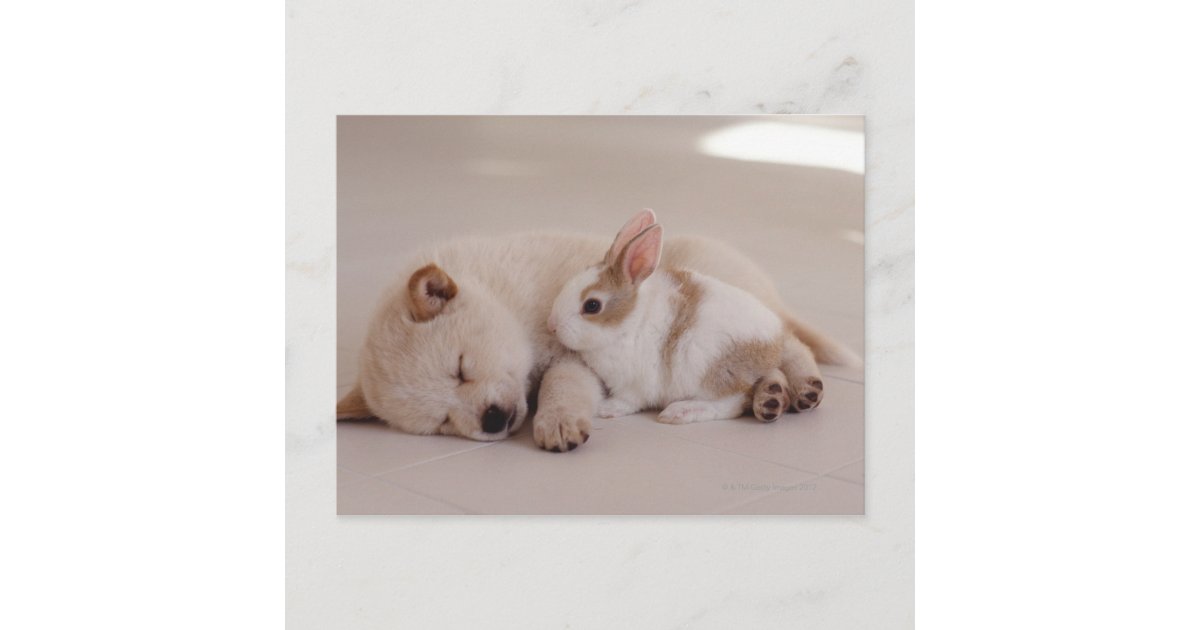 Puppy and Rabbit Postcard | Zazzle