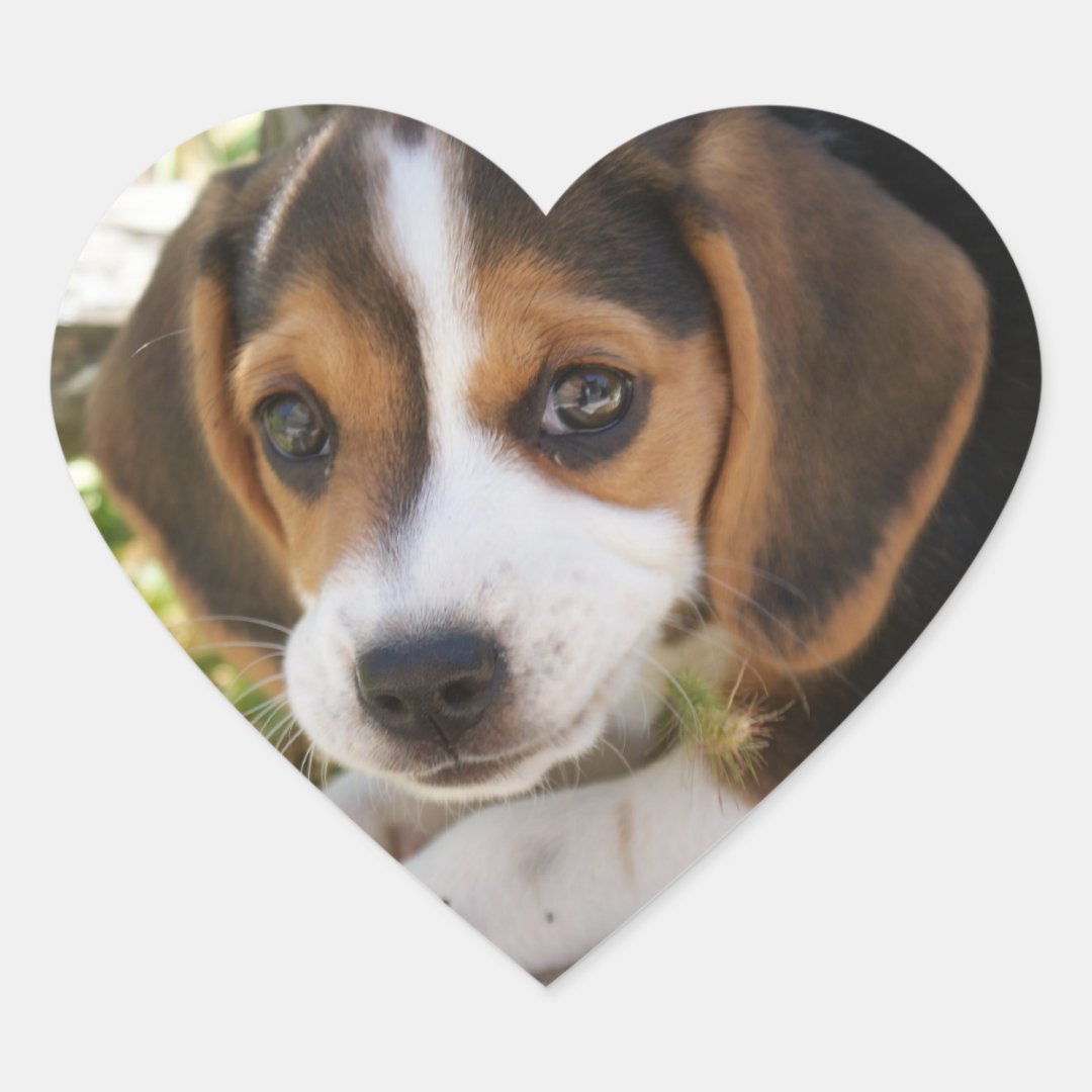 Puppy Dog Beagle Heart Sticker | Zazzle