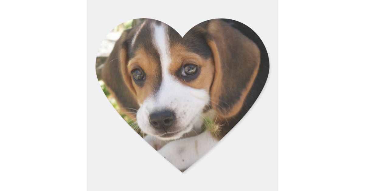 Puppy Dog Beagle Heart Sticker | Zazzle
