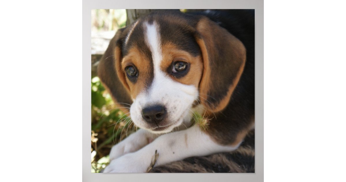 Puppy Dog Beagle Poster | Zazzle