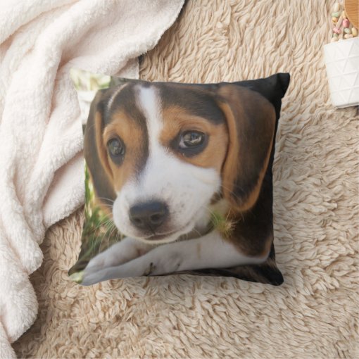 Puppy Dog Beagle Throw Pillow | Zazzle