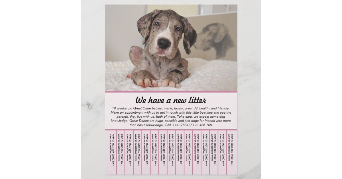puppy for sale flyer templates | Zazzle