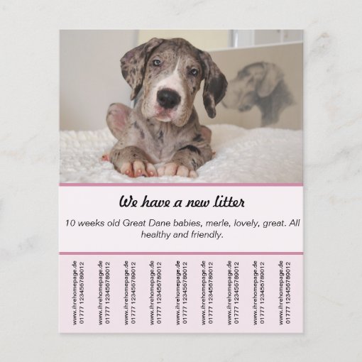 puppy for sale flyer templates | Zazzle