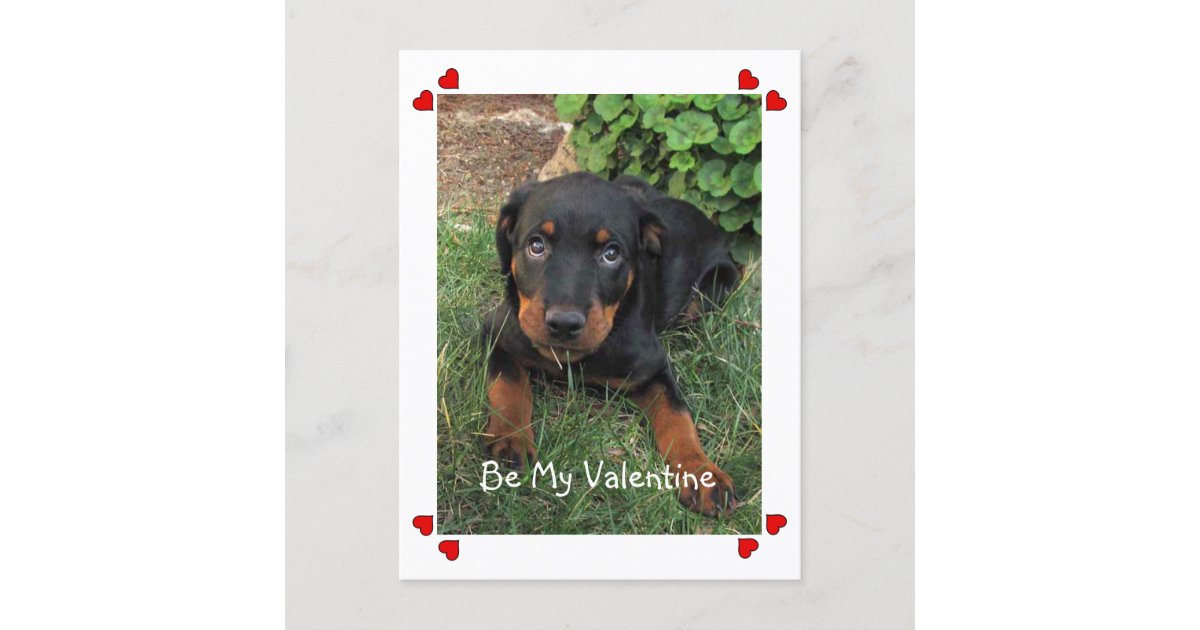 Puppy Love Valentine's Day Postcard | Zazzle