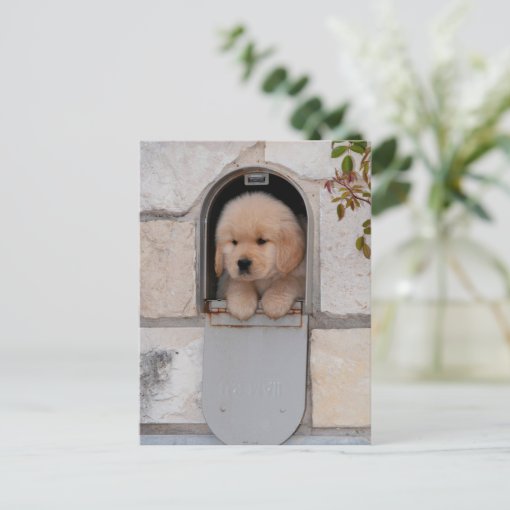 Puppy Mail Postcard | Zazzle