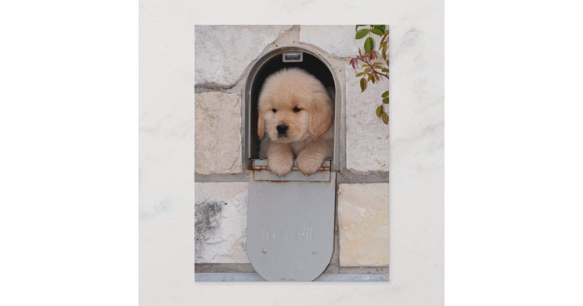 Puppy Mail Postcard | Zazzle