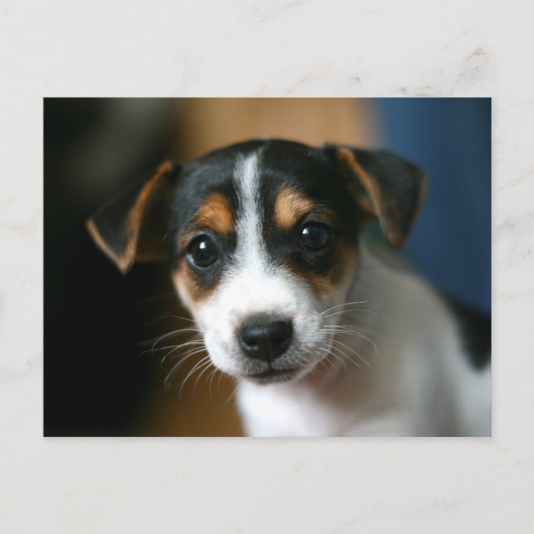 Puppy Postcard - Jack Russell Terrier | Zazzle