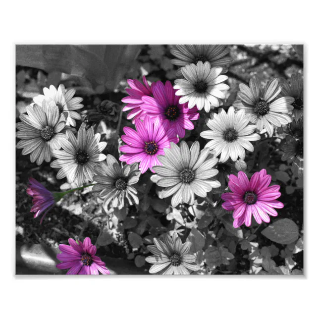 Purple African Daisy Flowers Partial Color 8x10 Photo Print | Zazzle