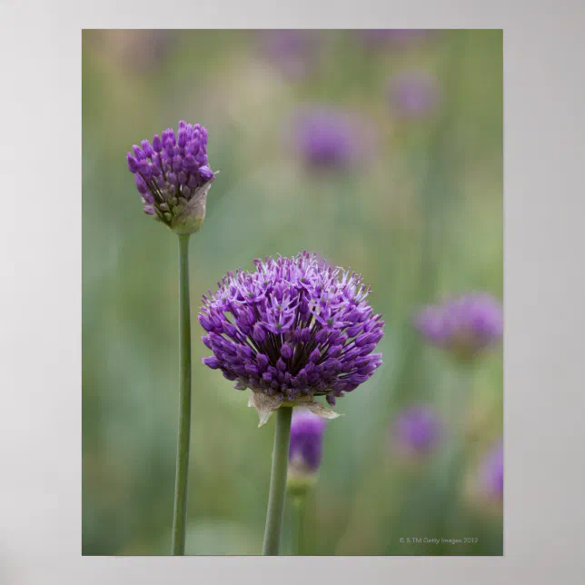 Purple Alliums with natural diffused background Poster | Zazzle