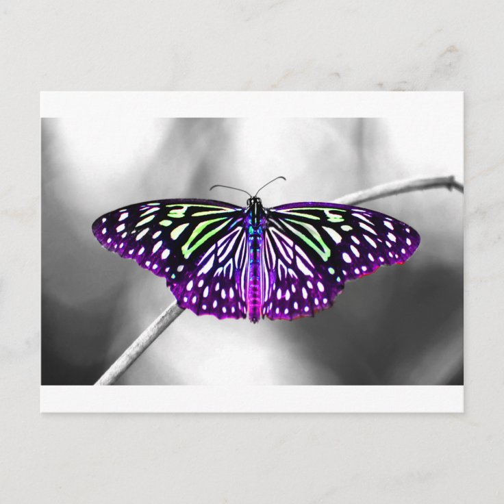 Purple Butterfly Postcard | Zazzle