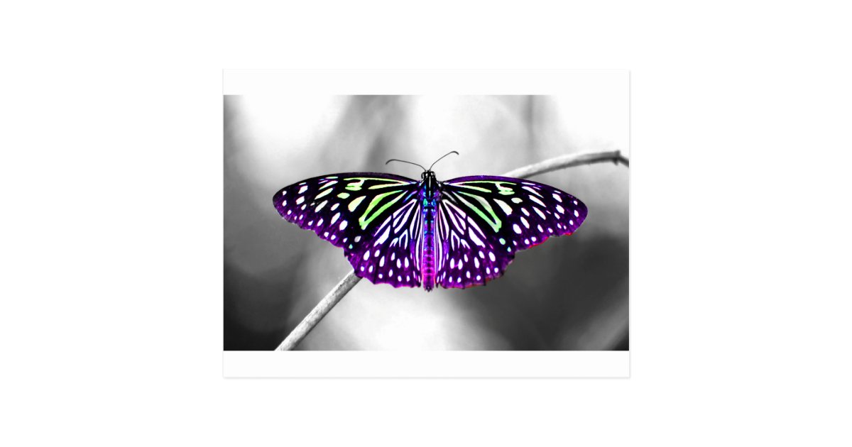 Purple Butterfly Postcard | Zazzle.com