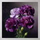 Purple Carnations Flower Art Print Poster | Zazzle