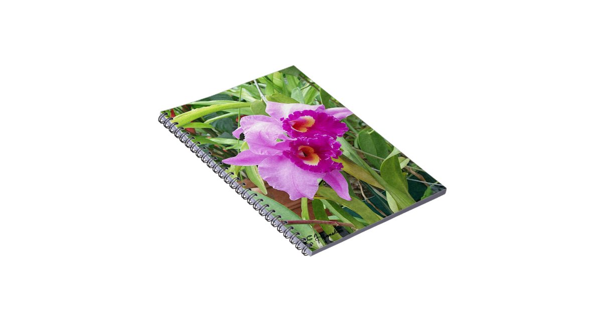 Purple Cattleya Orchids Notebook | Zazzle