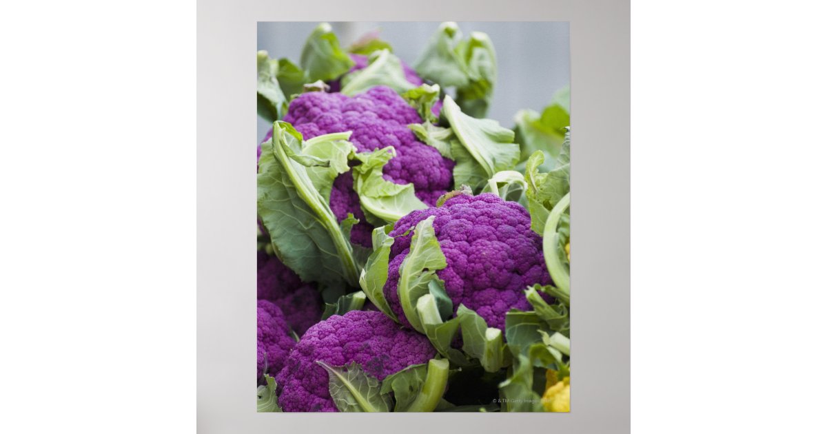 Purple cauliflower poster | Zazzle