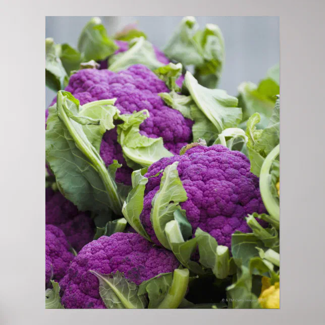 Purple cauliflower poster | Zazzle