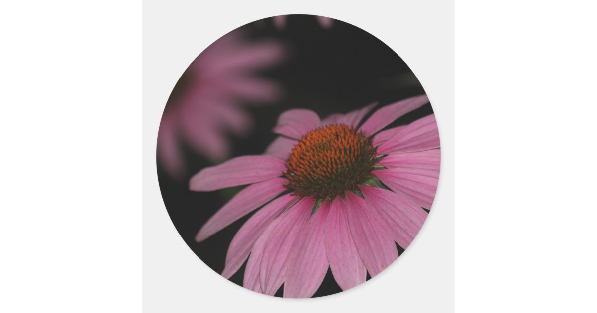 Purple Coneflower Classic Round Sticker | Zazzle